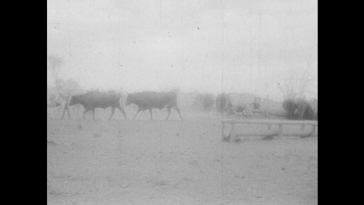 Billiluna bullocks coming down the Canning Stock Route : - MP4 15.0 MB