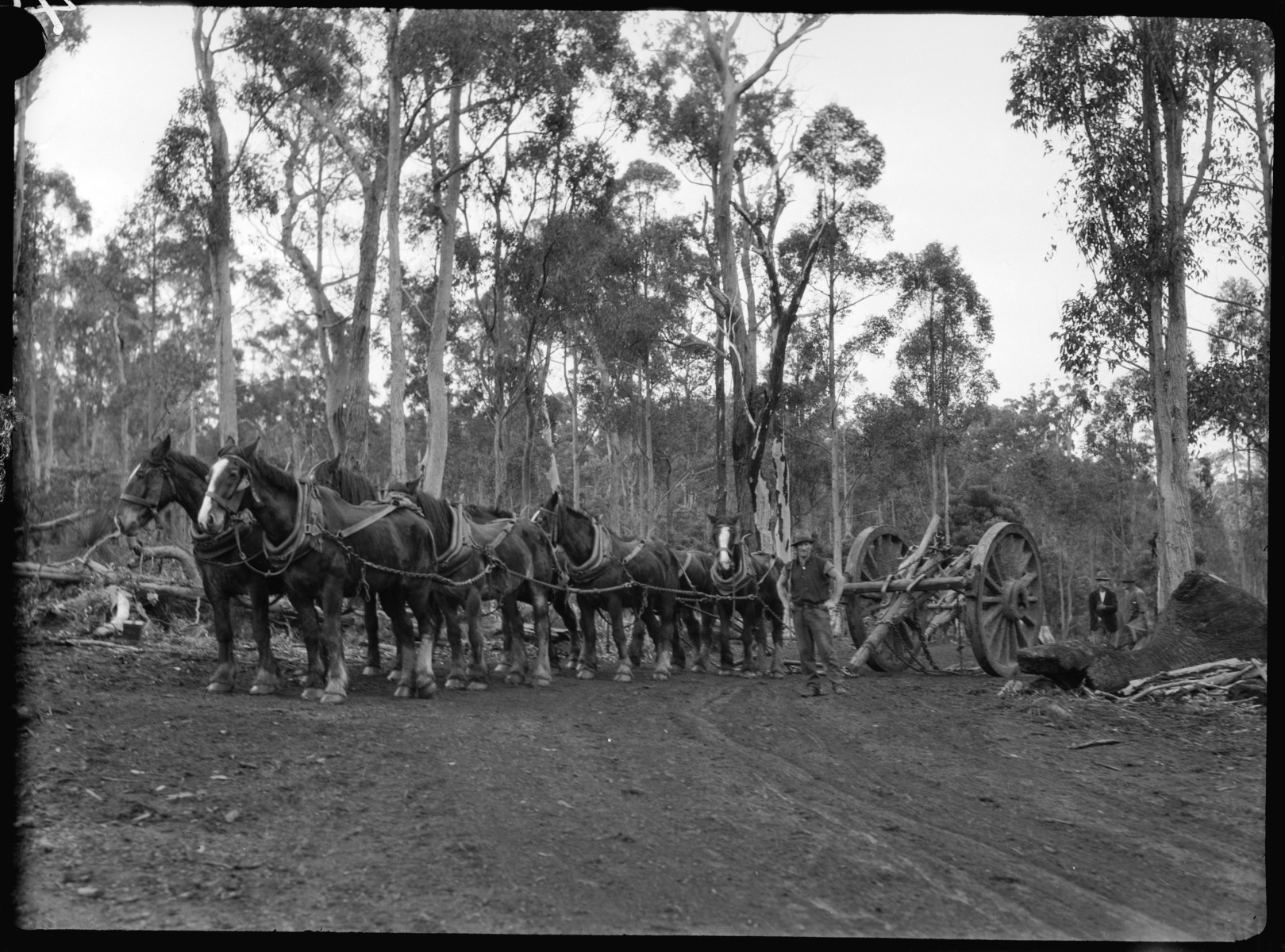 A horse-drawn timber whim at Jarrahdale in 1930 - JPG 556.9 KB