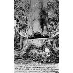 Sir John Forrest, Minister of Defence, and Sir William Lyne, Minister ...