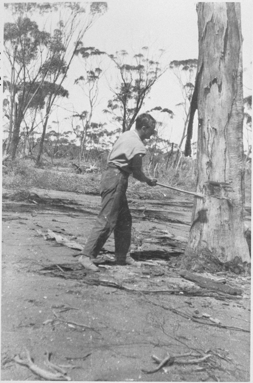 Frank Broomhall land clearing on Harry Allen's farm near Mulji Dam ...