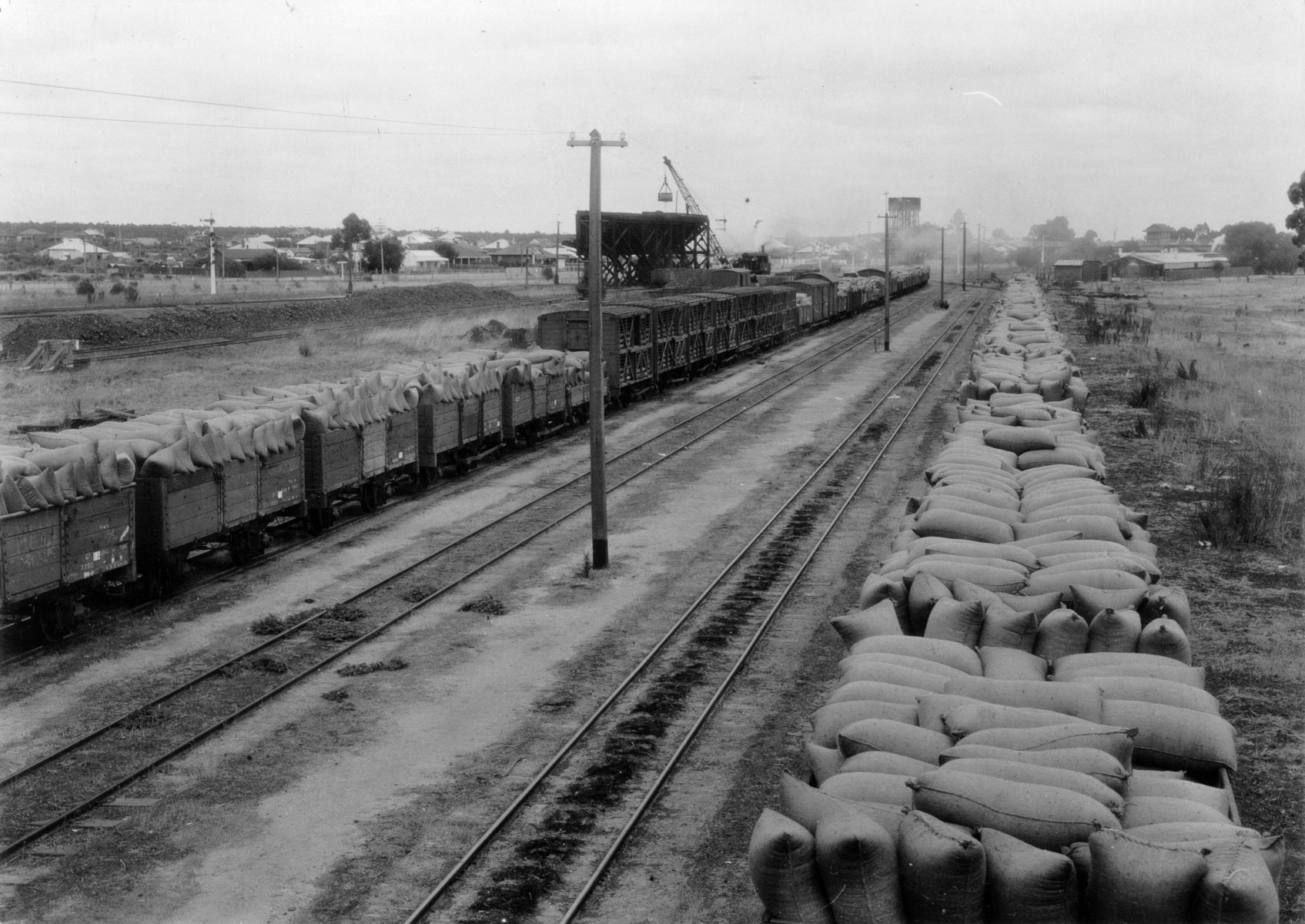 Wheat trains, Merredin, December 1932 [picture] - JPG 528.8 KB