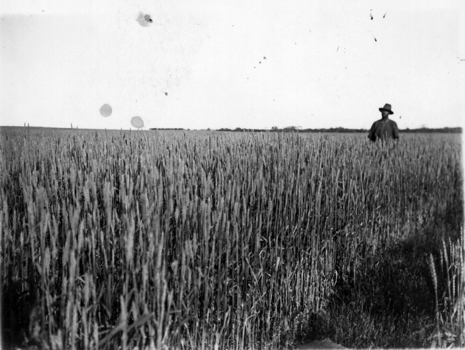 First wheat crop at Nabawa produced specially for W.A. conditions ...
