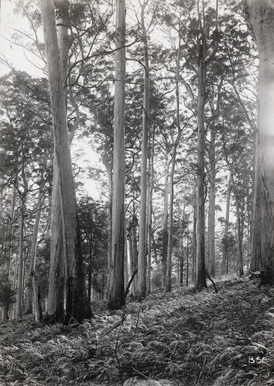 Karri forest, Pemberton, August 1928. - JPG 200.6 KB