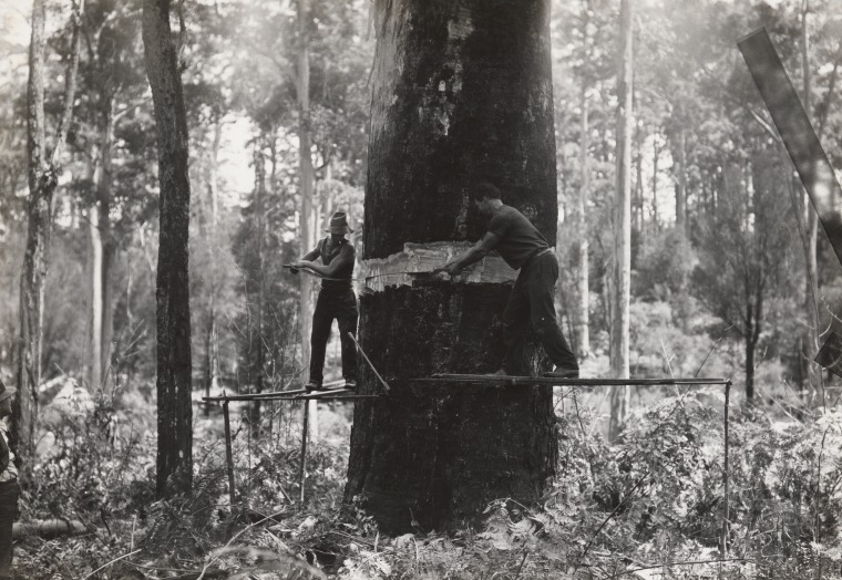 The first cut, felling karri at Pemberton, October 1935. - JPG 143.8 KB