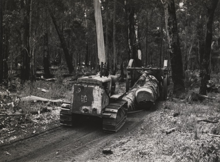 The modern method, tractor hauling jarrah logs, Hoffmans Mill, May 1936 ...
