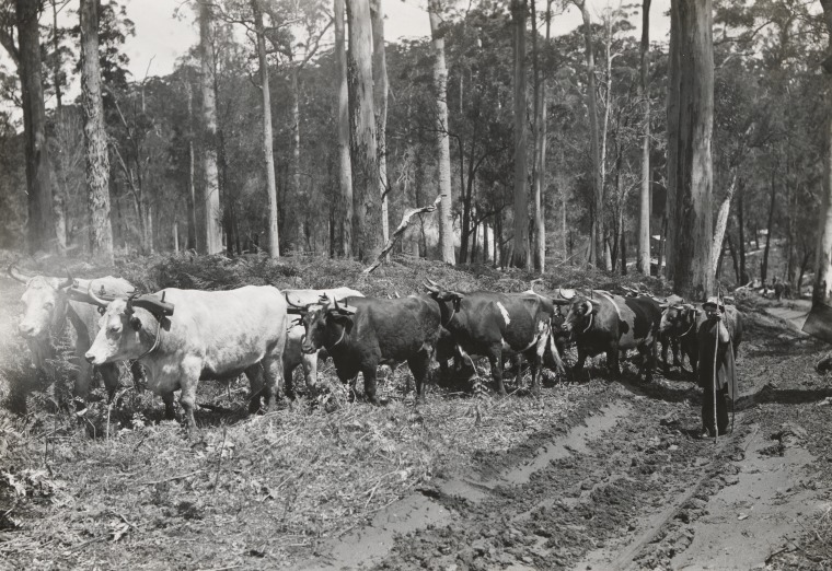 Bullock team hauling the cable from railhead to the log, perhaps 400 ...