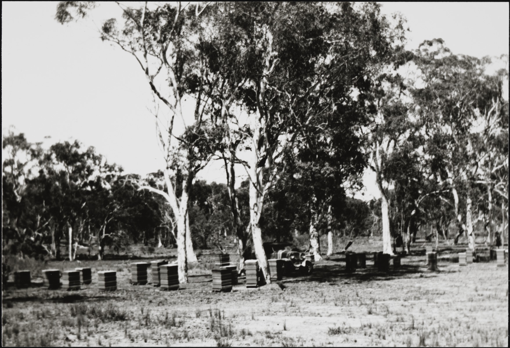Beekeeping at Sturry Farm near Cranbrook. - State Library of Western ...