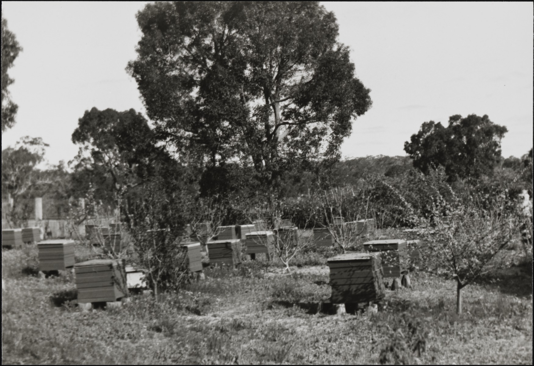 Beekeeping at Sturry Farm near Cranbrook. - JPG 438.9 KB
