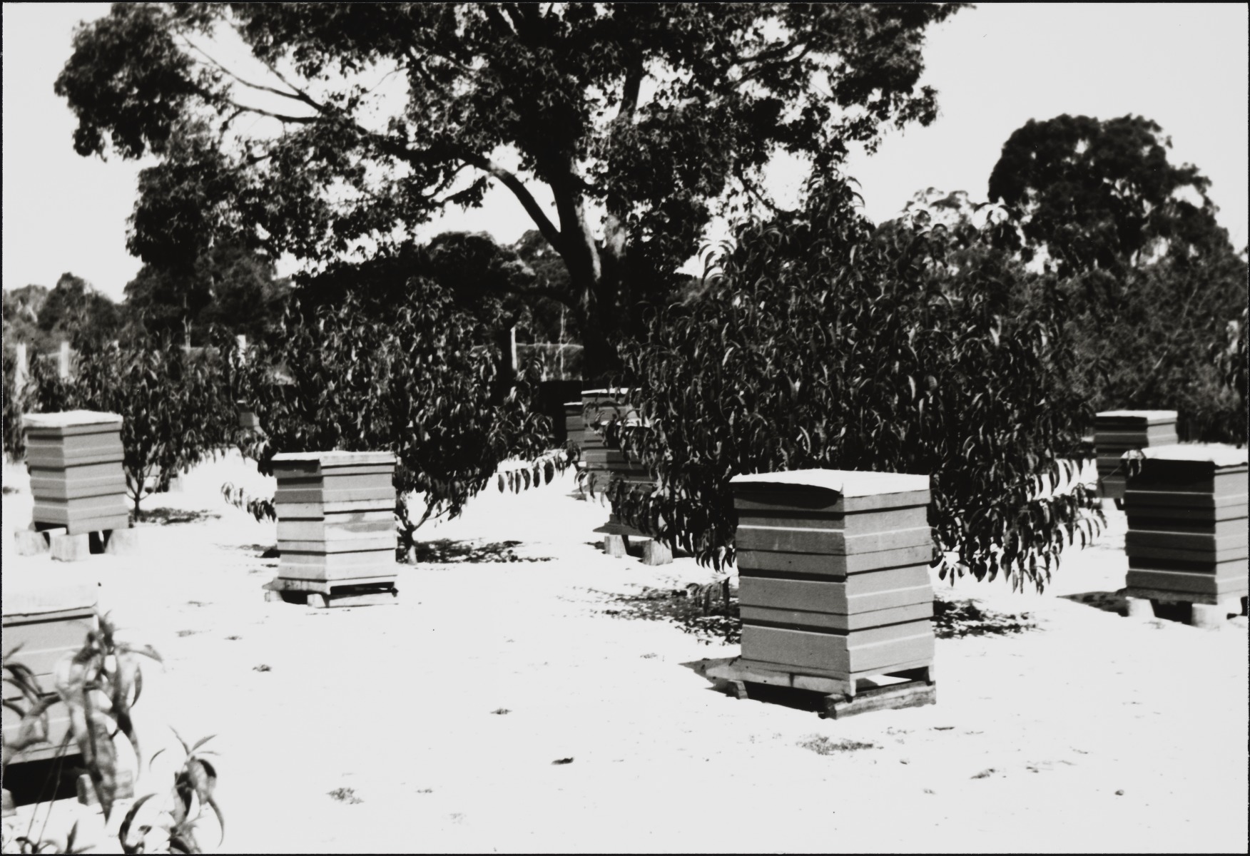 Beekeeping at Sturry Farm near Cranbrook. - JPG 422.6 KB