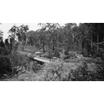 One Tree Bridge and the New Bridge, Manjimup [picture]
