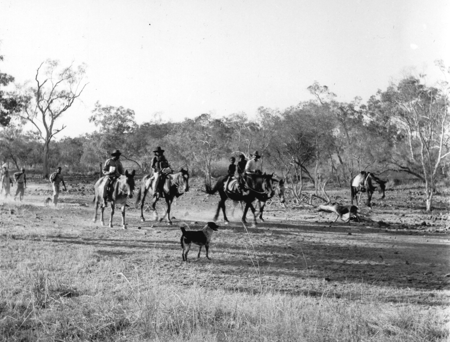 Stockmen at Karunjie Station [picture] - JPG 486.5 KB