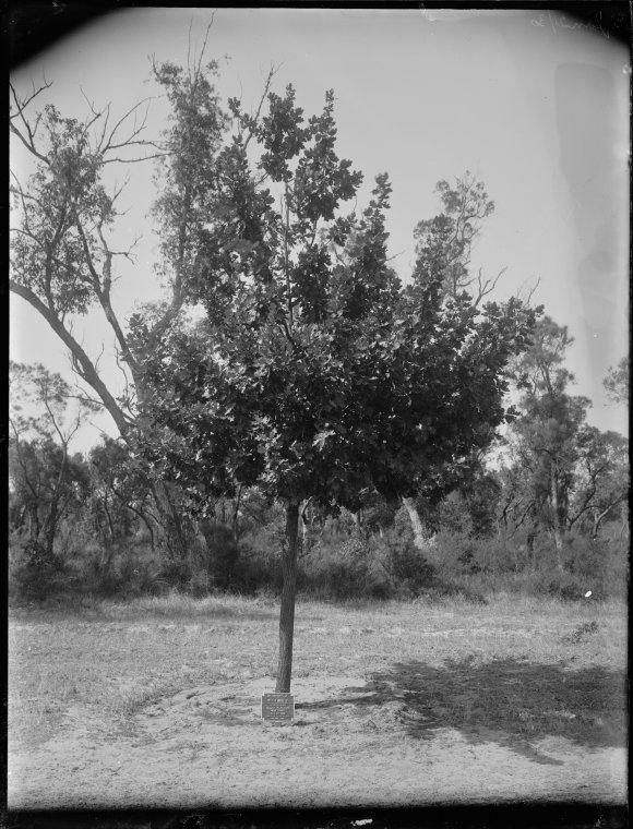 Memorial tree and plaque for Pte E. O. Moseley on the Honour Avenue in ...