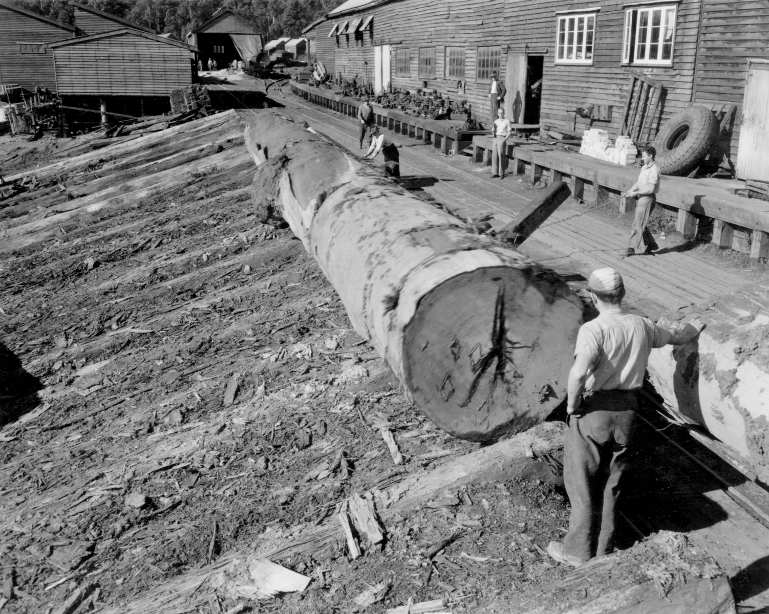 Log landing, Pemberton State Saw mill [picture] - JPG 599.7 KB