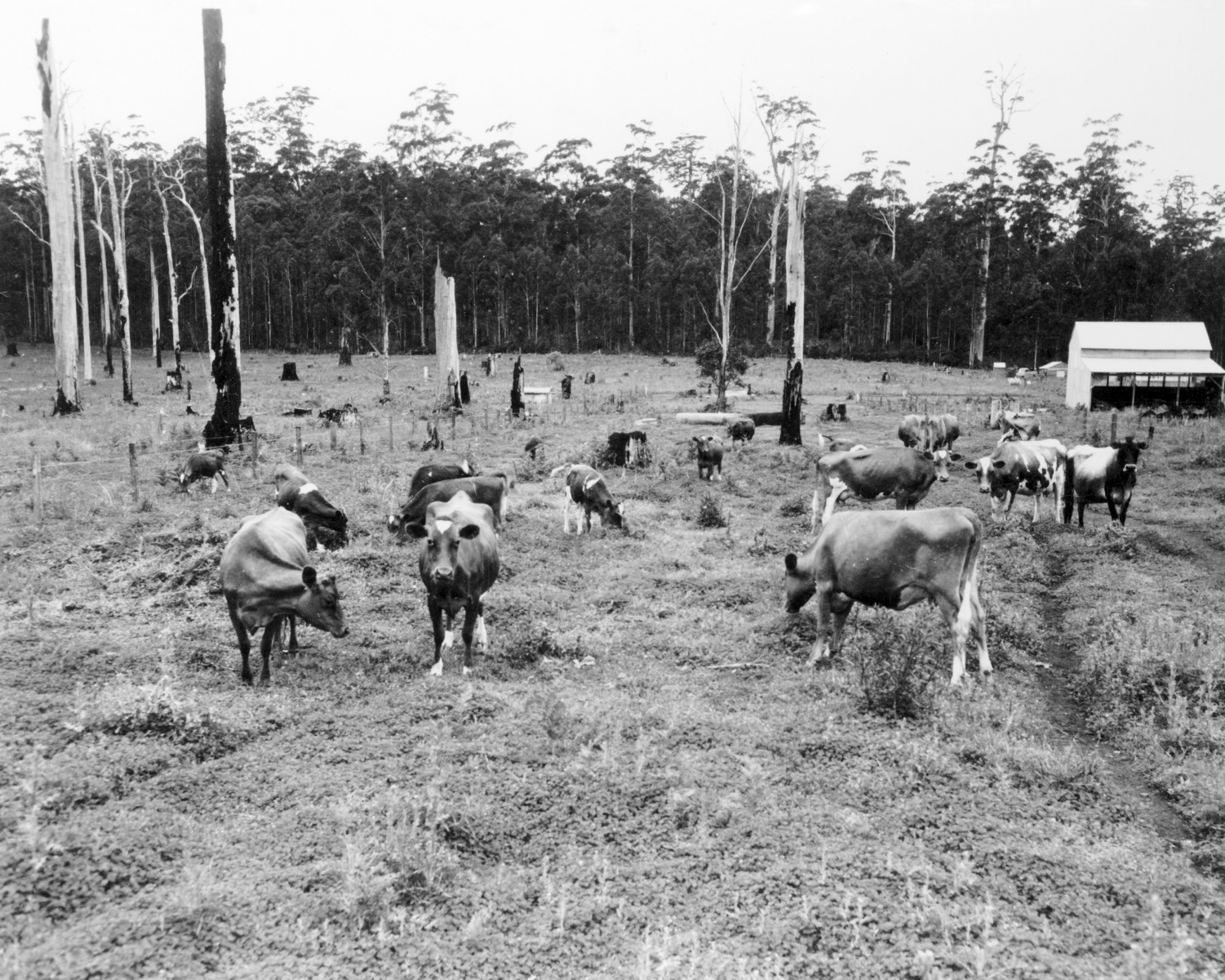 Pemberton History Of A Settlement at Johanna Reed blog