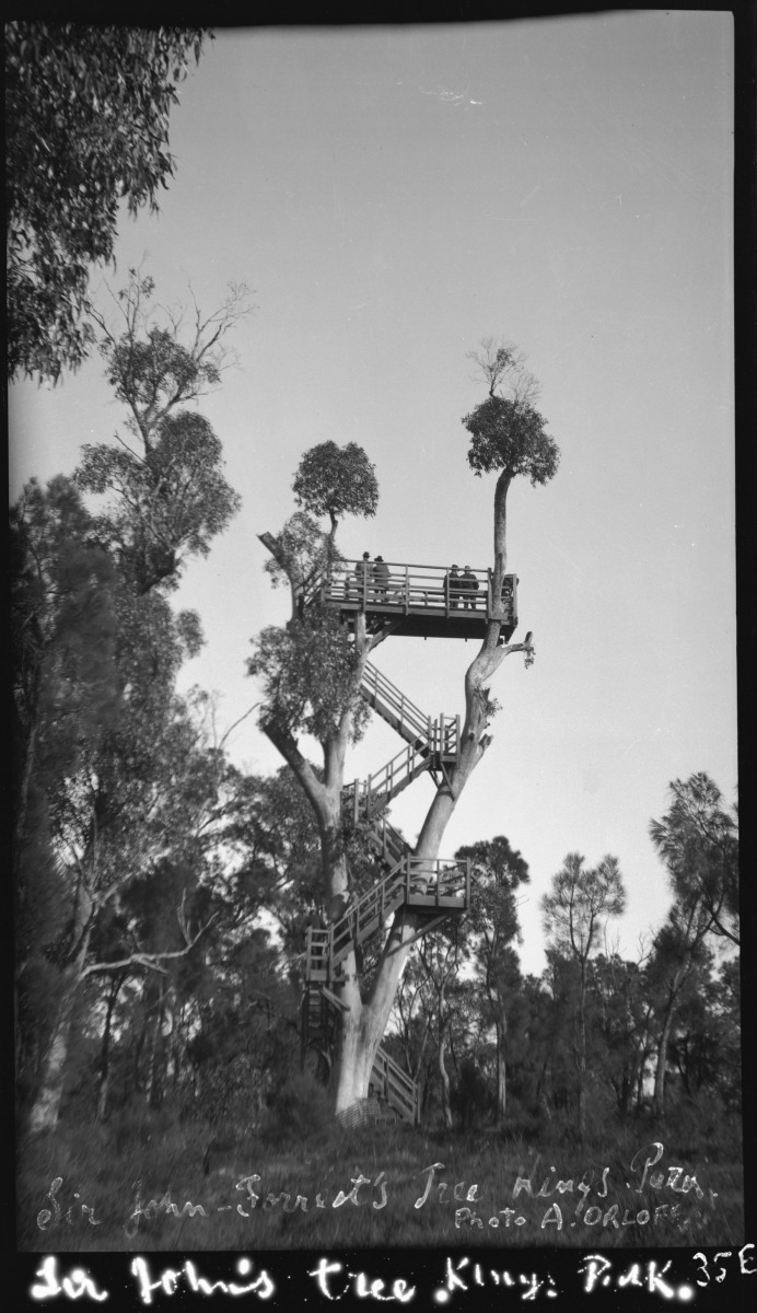 Sir John Forrest's tree, Kings Park - JPG 197.6 KB