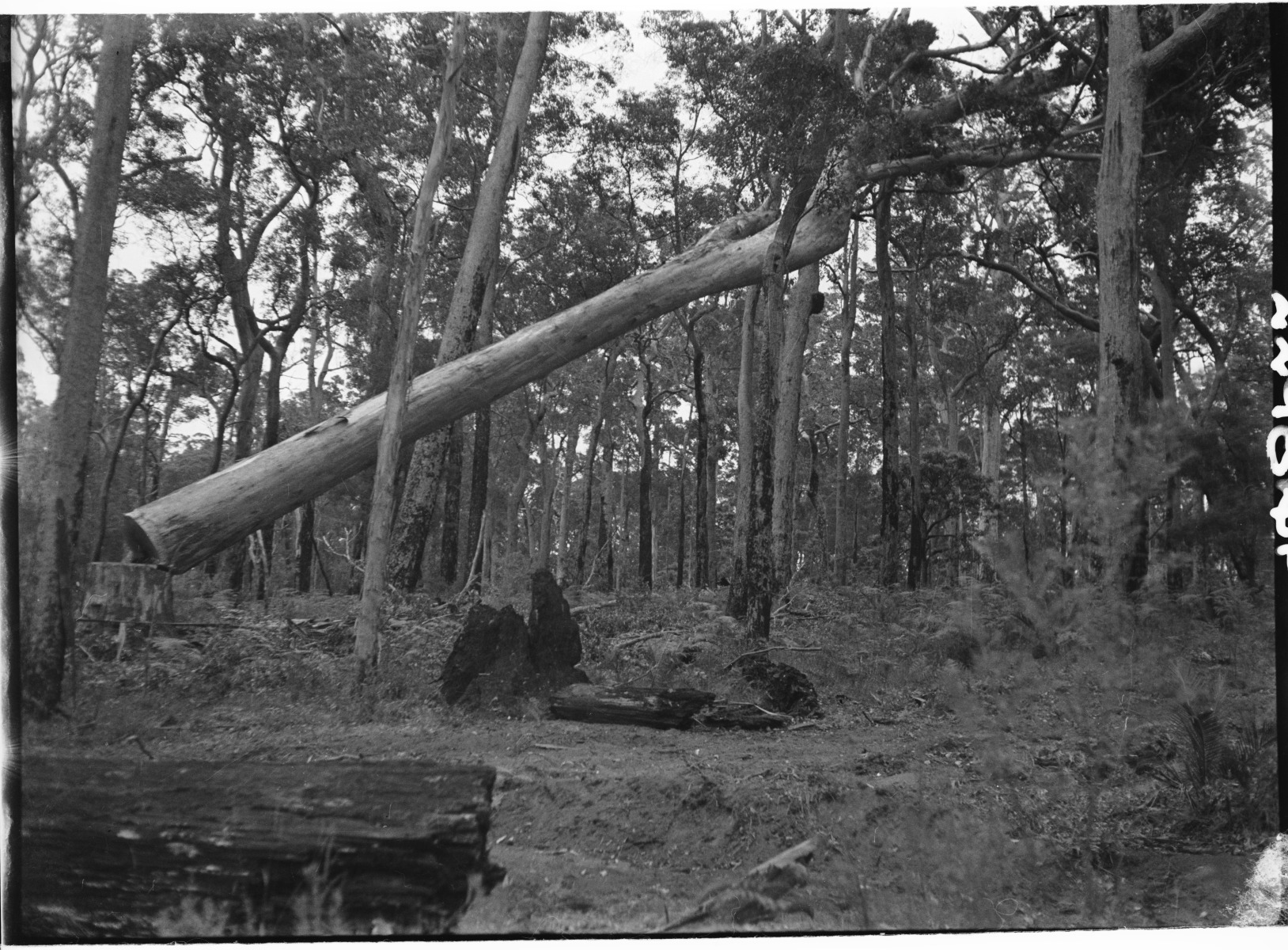 Timber felling, South-West - JPG 634.3 KB