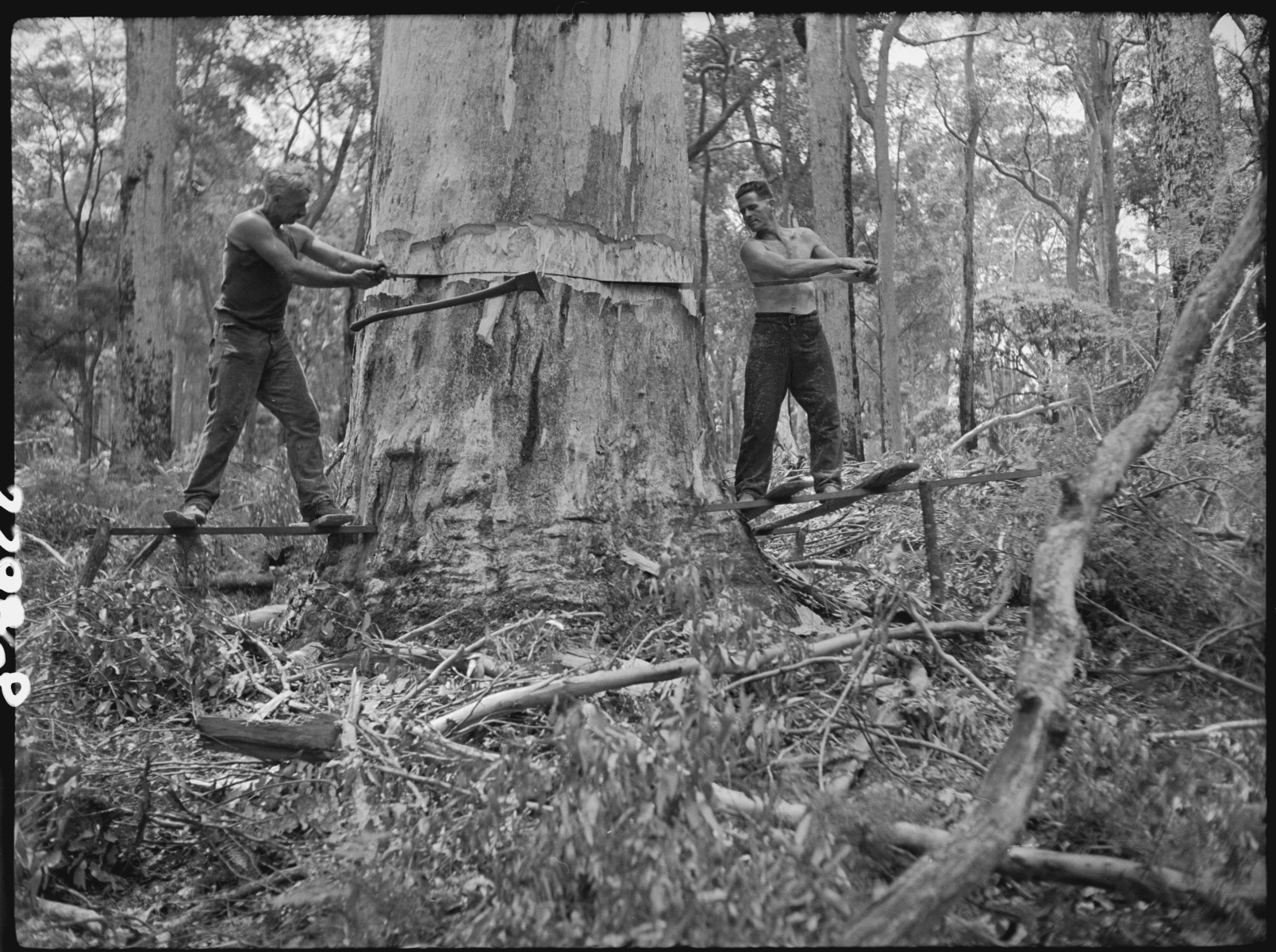 Timber felling, South-West - JPG 605.0 KB