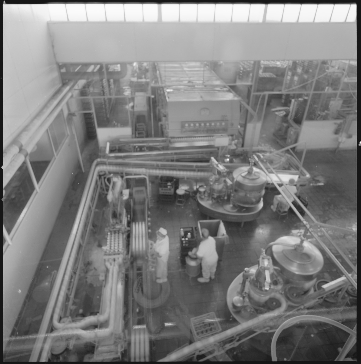Milk production at Masters Dairy - JPG 195.5 KB