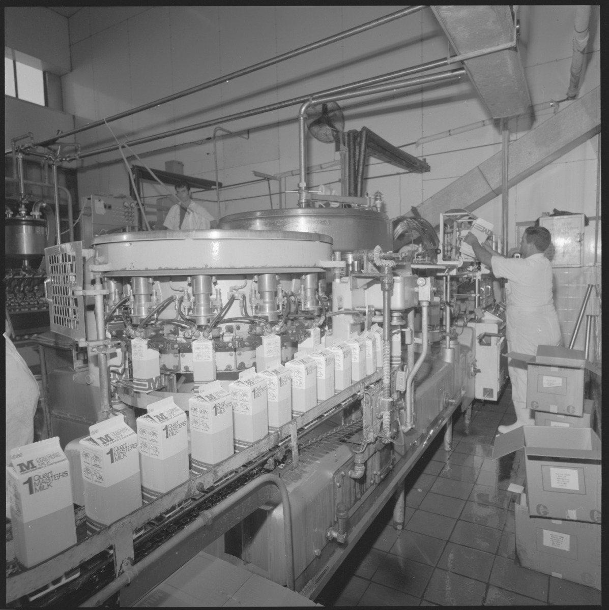 Milk production at Masters Dairy - JPG 261.3 KB