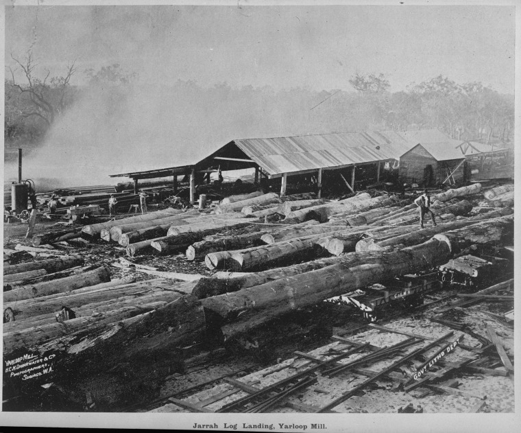 Yarloop Mill, jarrah log landing. - JPG 162.5 KB