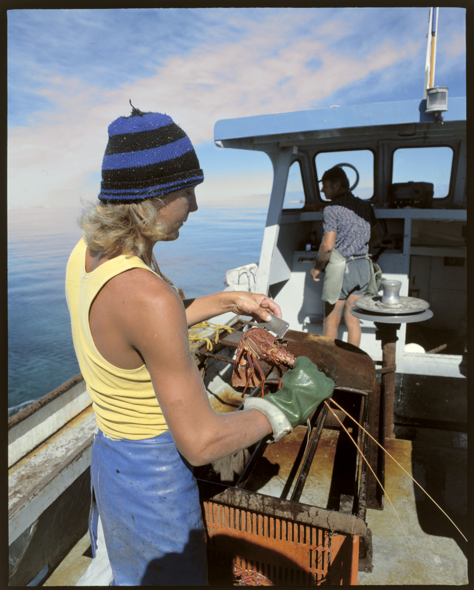 Fisherman measuring a crayfish on a cray boat - JPG 325.4 KB