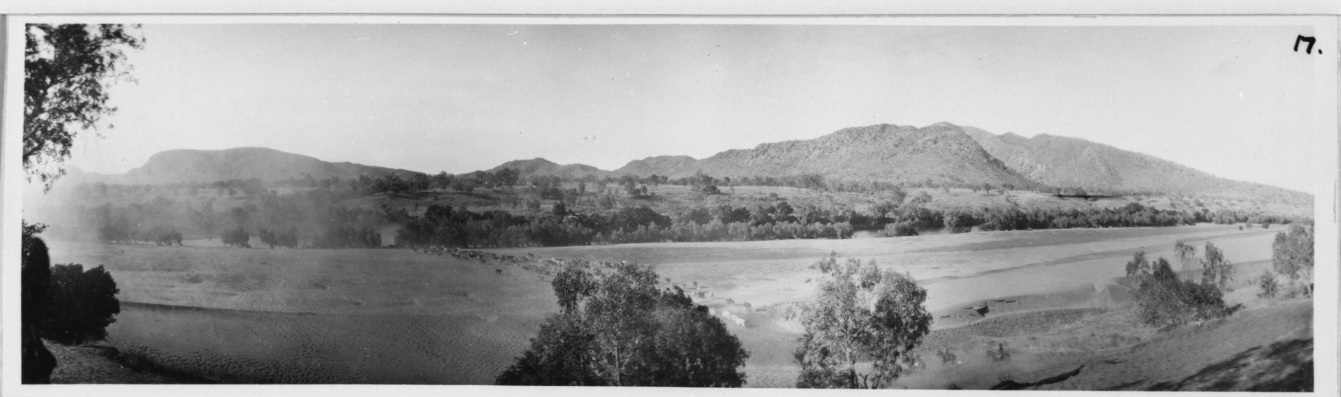 Stock crossing Ord River on way to Wyndham - JPG 220.0 KB