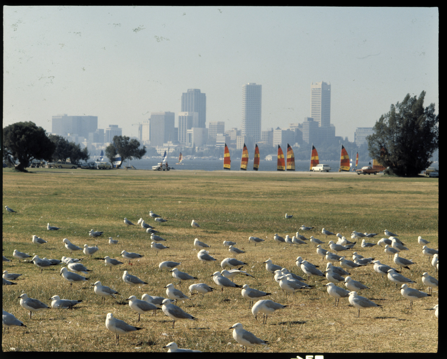 Perth skyline with seagulls in foreground, 1980 - JPG 597.3 KB