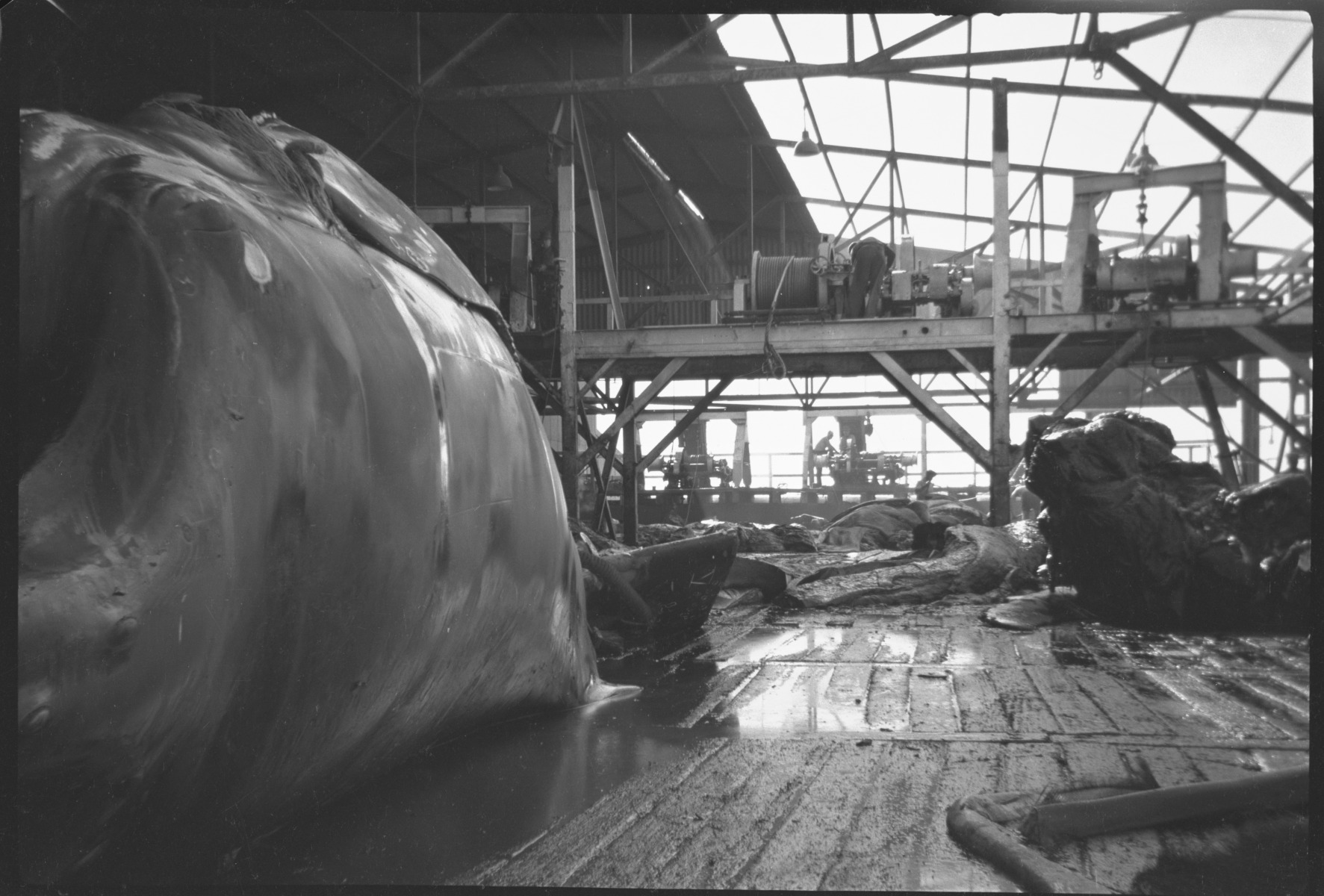 Whaling Station at Babbage Island, Carnarvon - JPG 385.1 KB