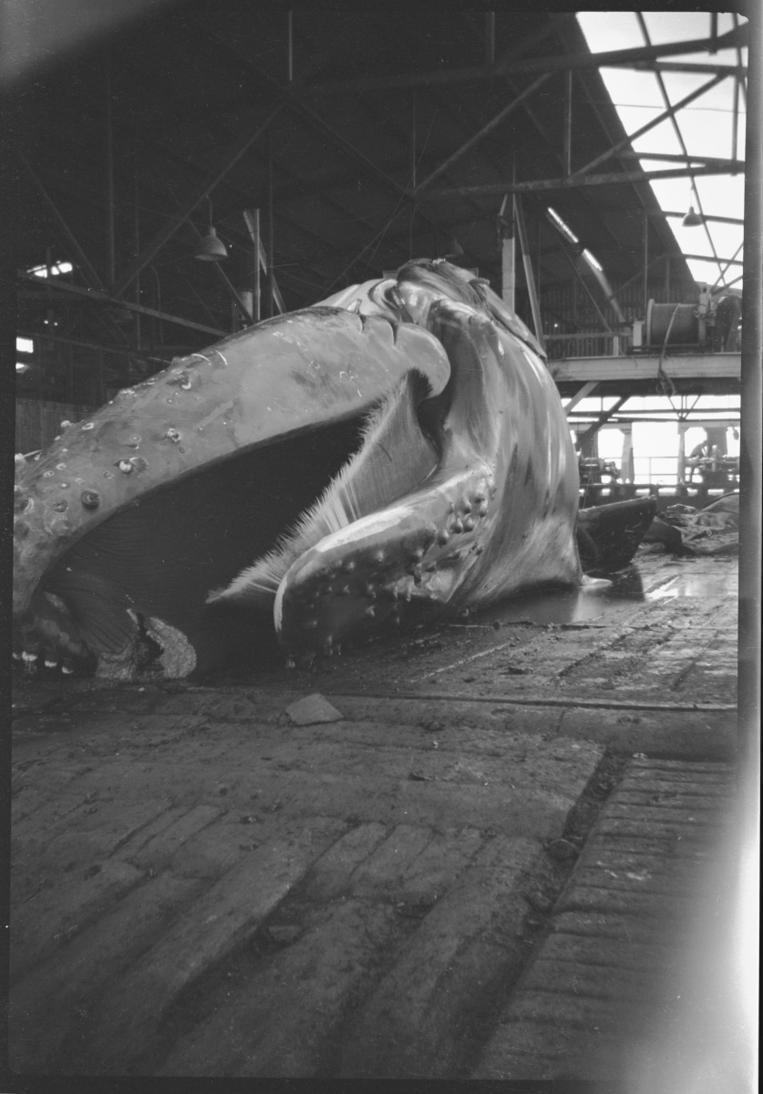 Whaling Station at Babbage Island, Carnarvon - JPG 186.8 KB