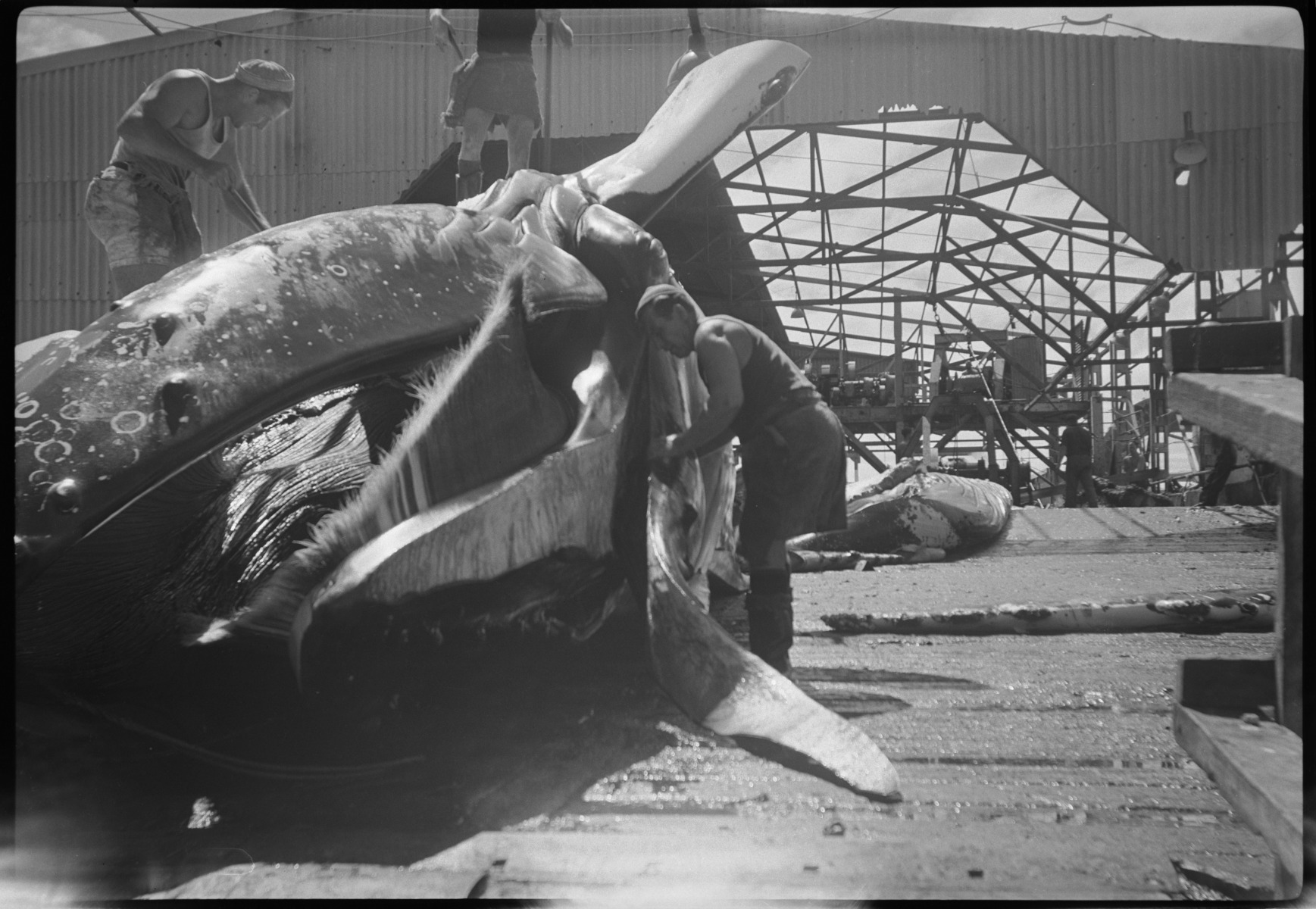 Whaling Station at Babbage Island, Carnarvon - JPG 411.5 KB