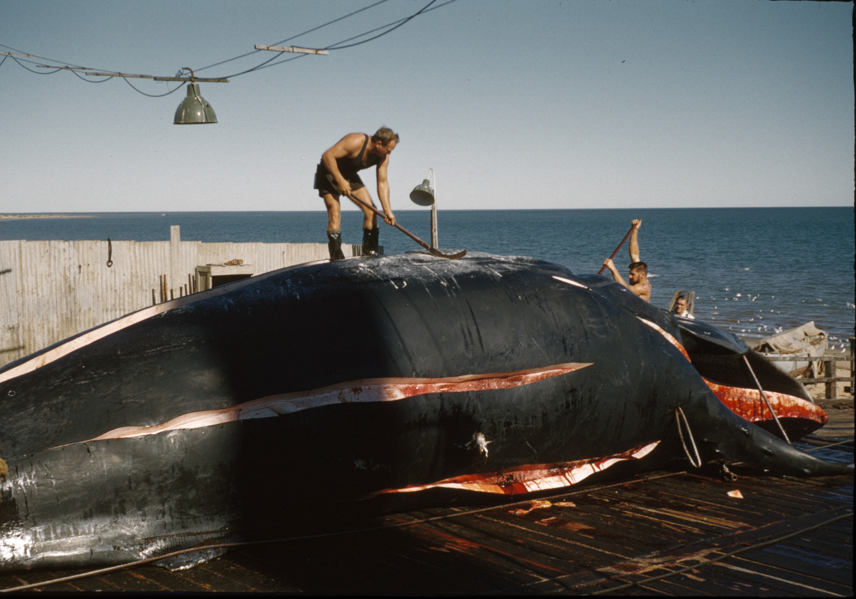 Whale flensing Carnarvon - JPG 481.4 KB