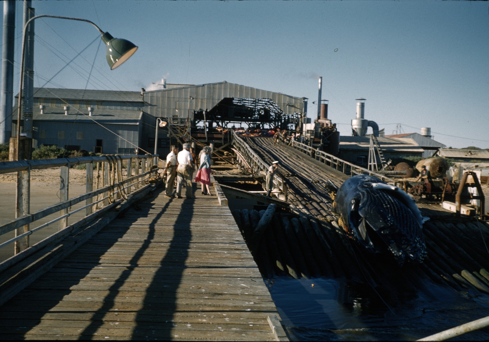 Whale flensing Carnarvon - JPG 588.3 KB