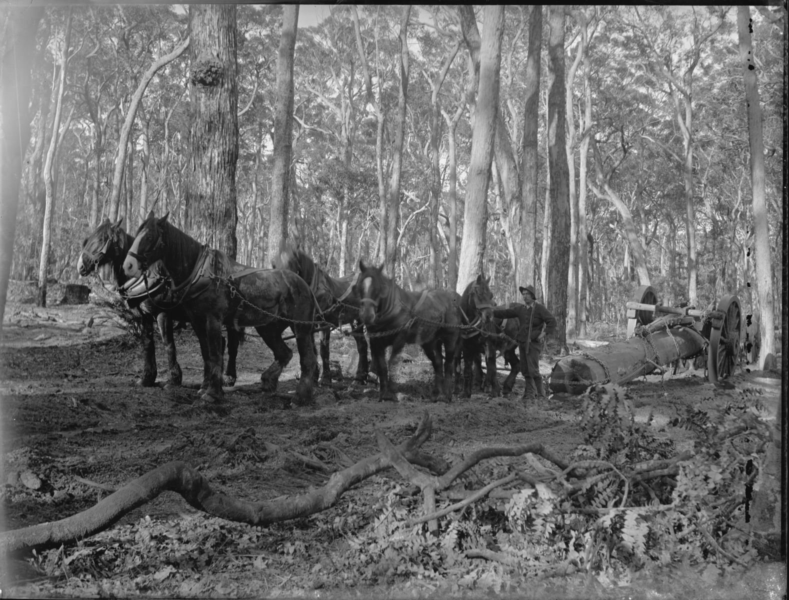Horse-drawn timber whim, Harvey area - JPG 624.0 KB