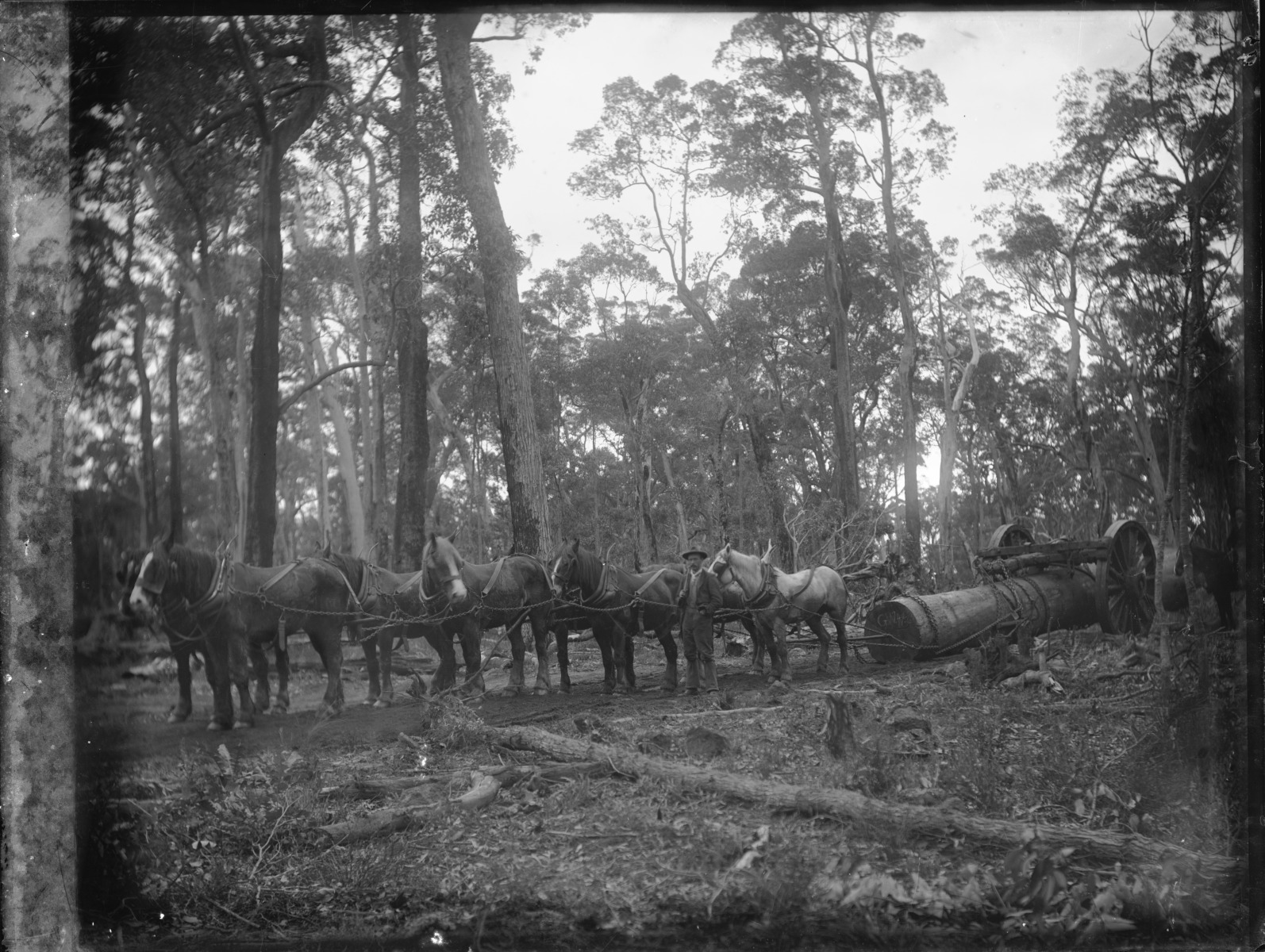 Horse-drawn timber whim, Harvey area - JPG 546.1 KB