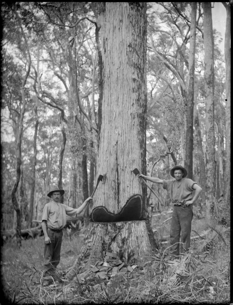 Tree fellers - JPG 313.9 KB