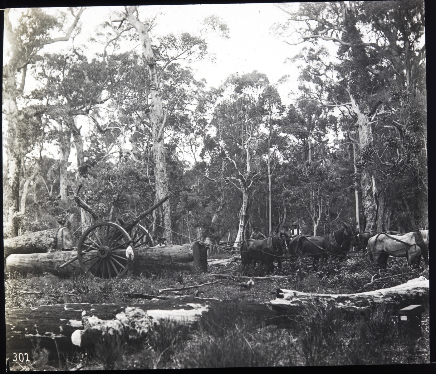 South-West timber forest - JPG 558.4 KB