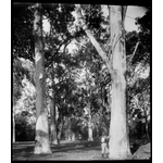 South-West timber forest