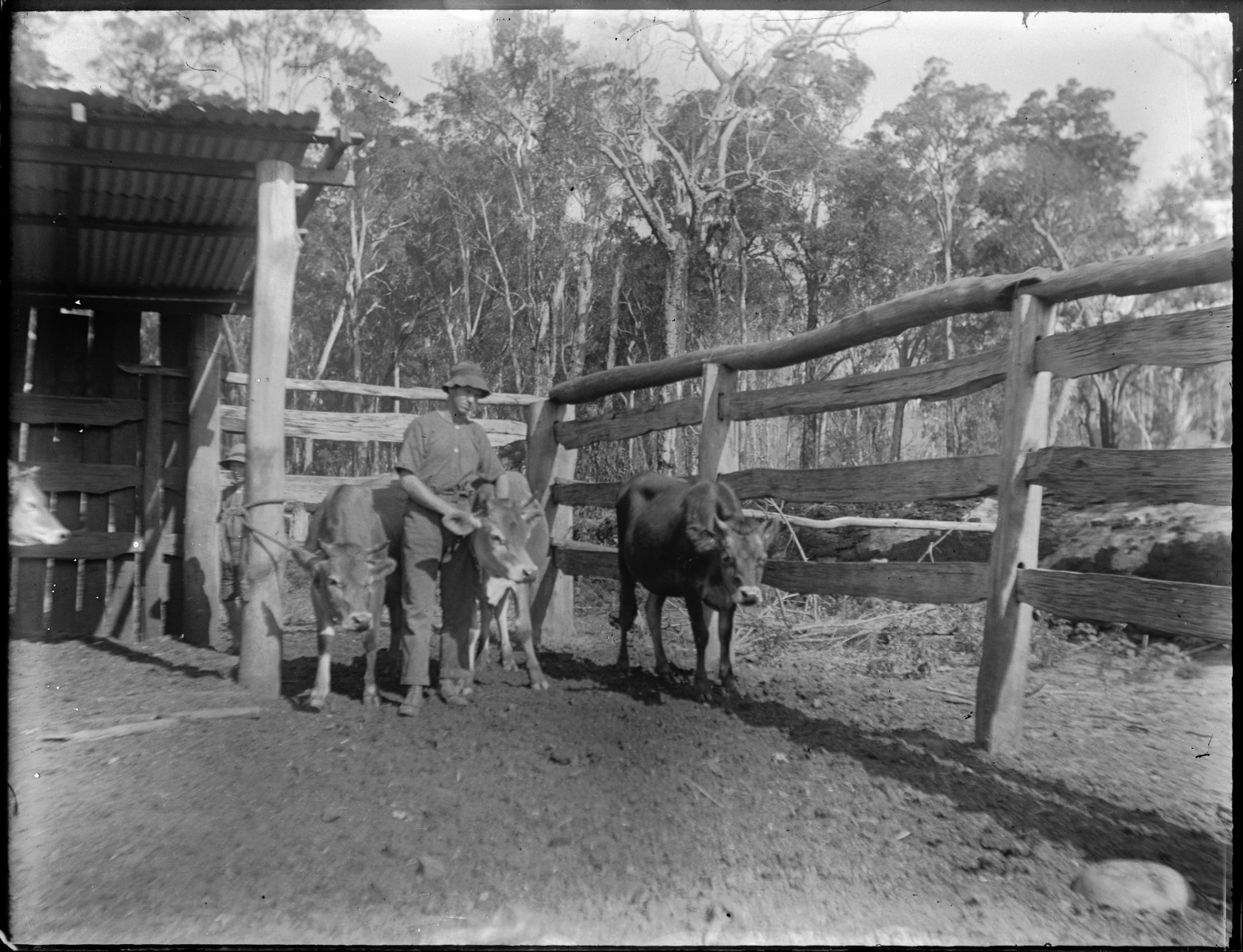 Group Settlement farm buildings and animals - JPG 459.0 KB
