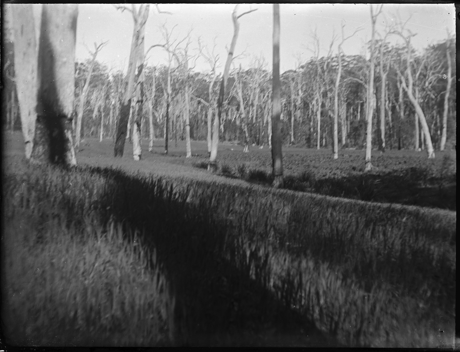 Clearing land by ringbarking and burning - JPG 370.4 KB