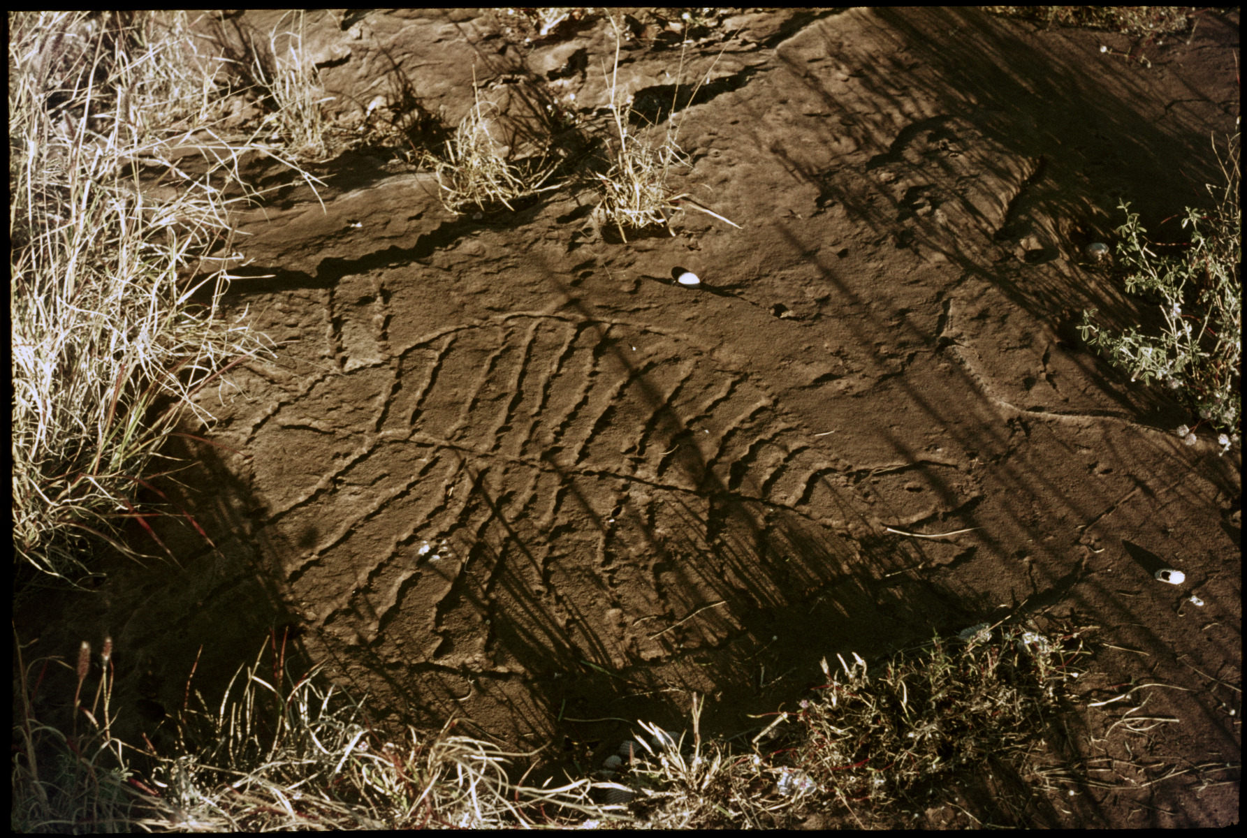 Aboriginal petroglyphs, Port Hedland - JPG 973.2 KB