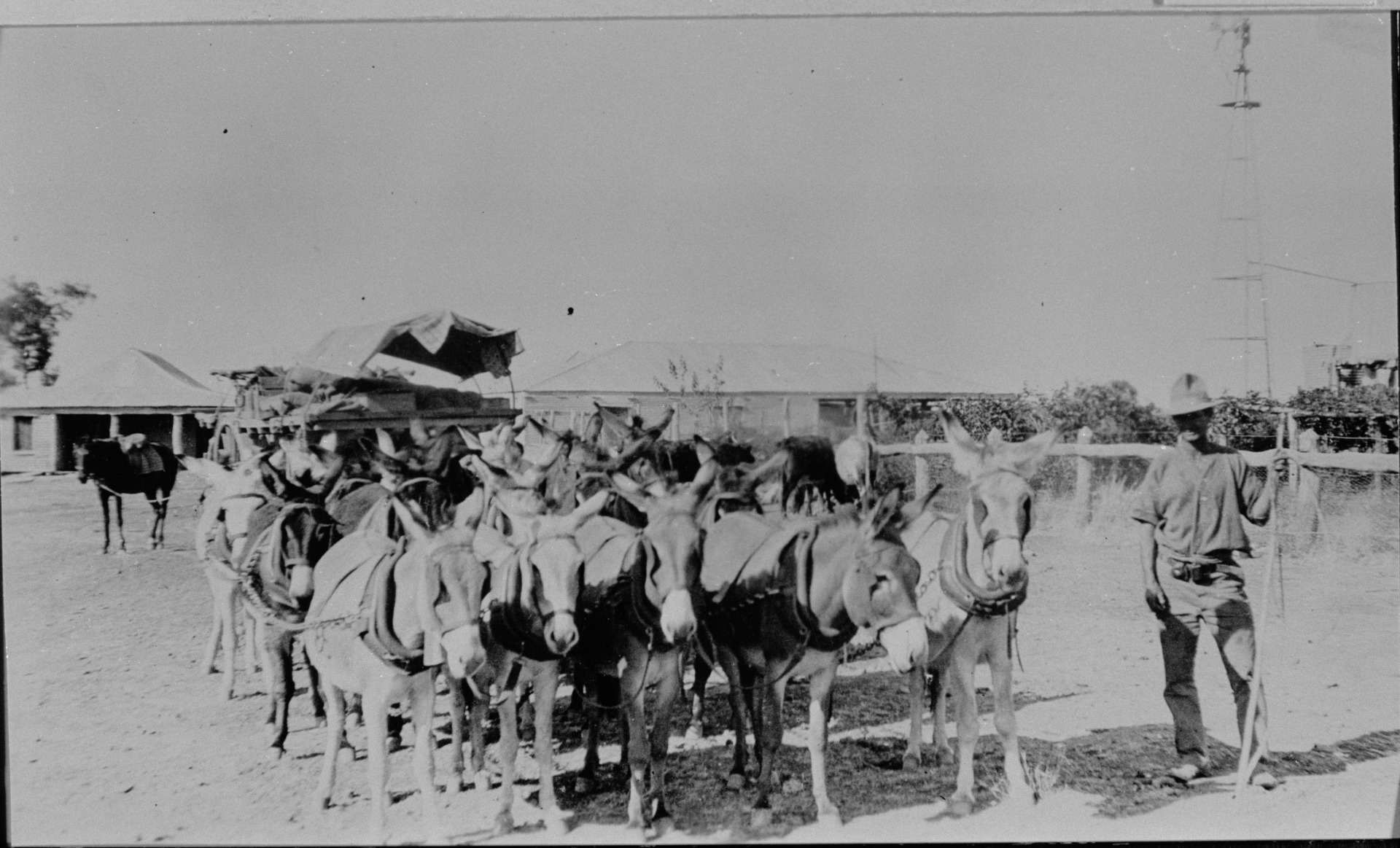 Donkey team leaving Timber Creek loaded for Victoria River Downs - JPG ...