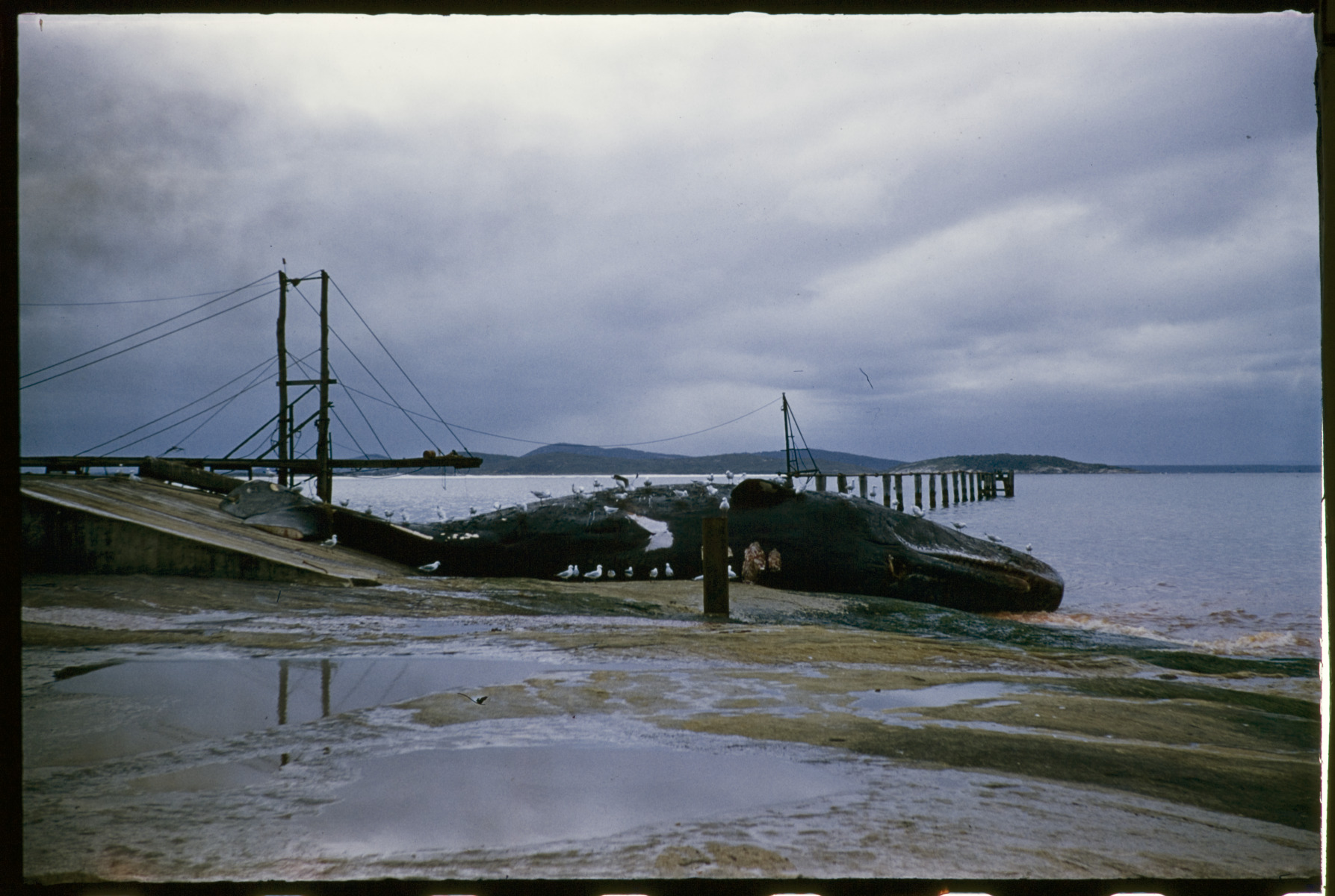 Cheynes Beach Whaling Station, Frenchman Bay, Albany, Oct. '56 - JPG ...