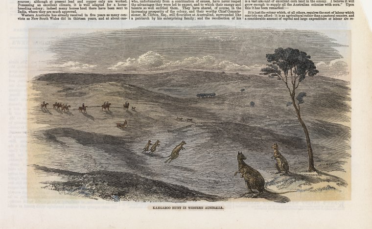 Kangaroo hunt in Western Australia - JPG 131.9 KB