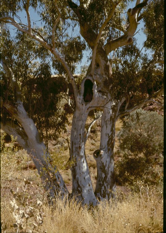 Yampire Gorge, 1965 - JPG 160.2 KB