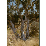Yampire Gorge, 1965