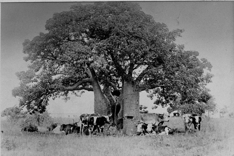 Bullocks from a team under a boab, Derby - JPG 127.9 KB