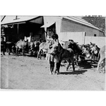 Girl with donkey team outside the Connor, Doherty & Durack store, Wyndham