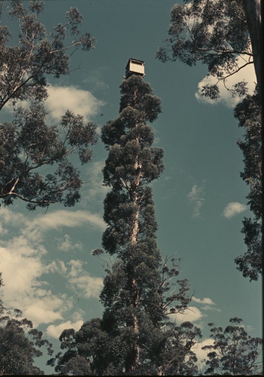 Gloucester Tree, Pemberton - JPG 106.4 KB