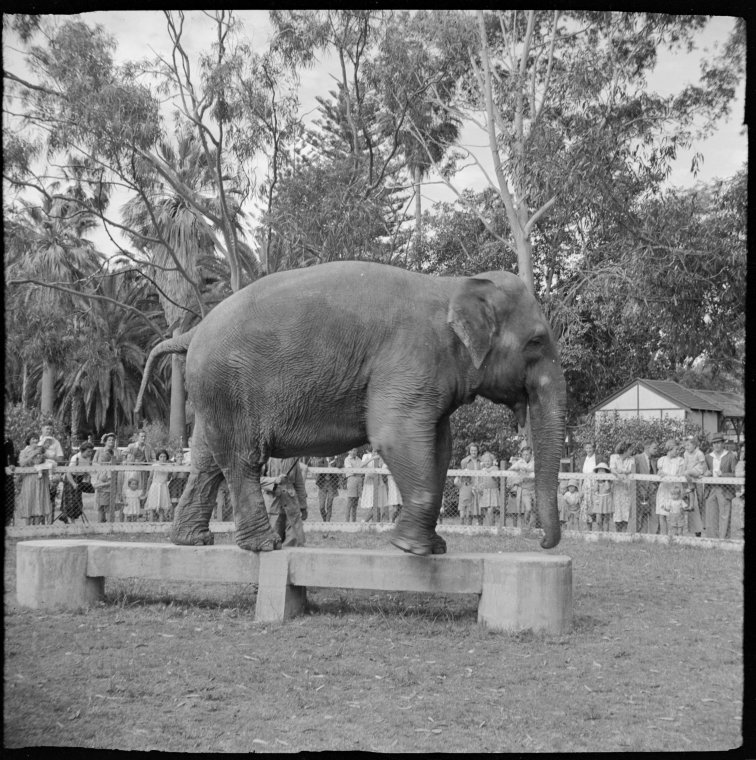 Animals at Perth Zoo - JPG 159.7 KB