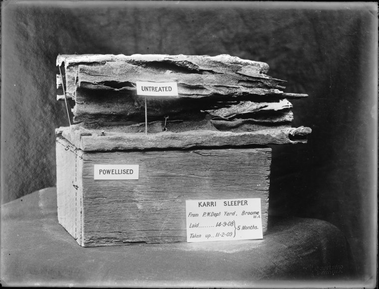 Powellised and untreated karri sleeper after five months of being laid ...